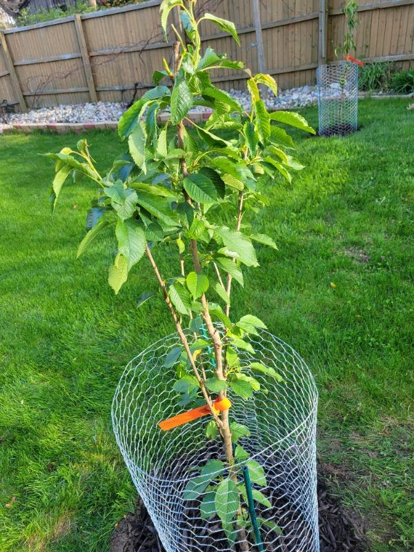 Black Tartarian Cherry Trees for Sale – FastGrowingTrees.com
