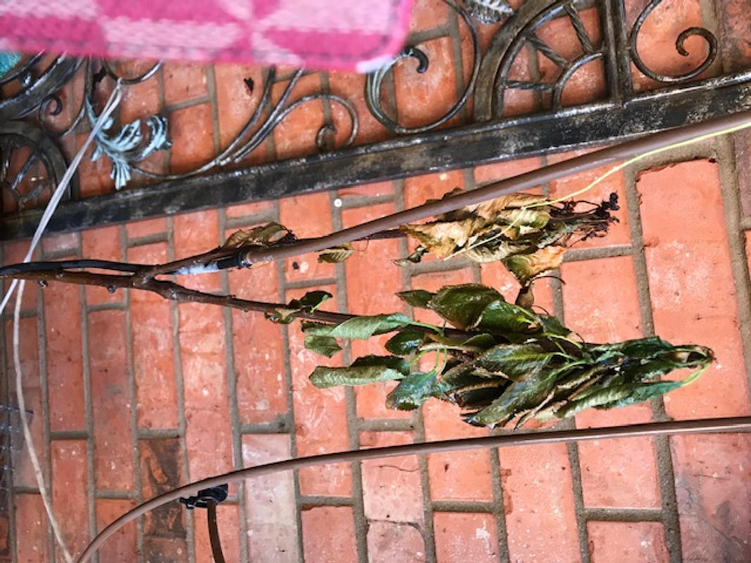 Black Tartarian Cherry Trees for Sale – FastGrowingTrees.com