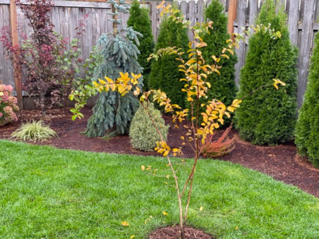 Catawba Crape Myrtles for Sale– FastGrowingTrees.com Catawba Crape Myrtles for Sale– FastGrowingTrees.com