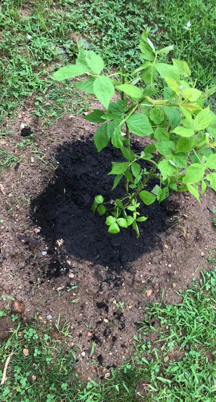 Heritage Red Raspberry Bushes for Sale | FastGrowingTrees.com