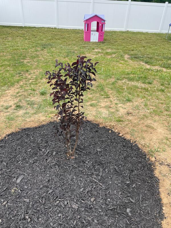 Red Black Diamond Crape Myrtle Trees for Sale – FastGrowingTrees.com
