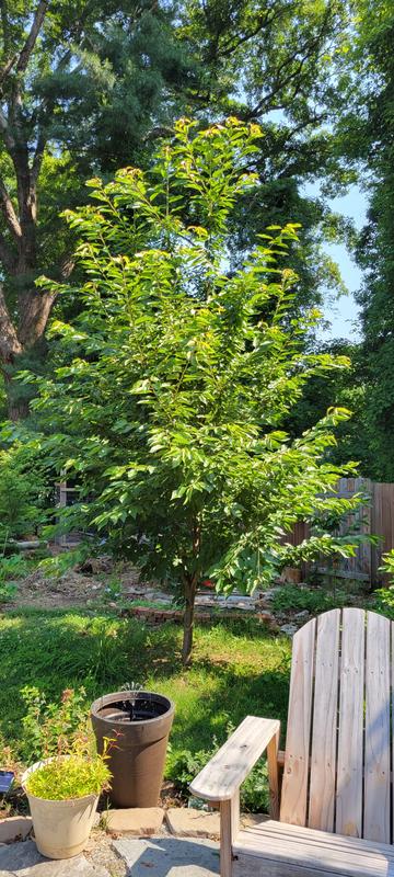 Dwarf Bing Cherry Trees for Sale – FastGrowingTrees.com