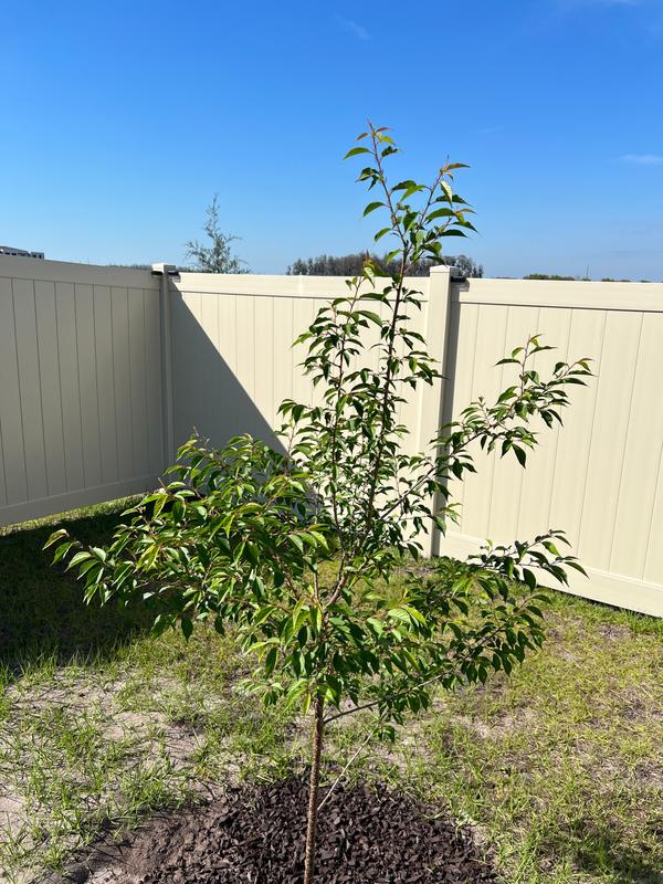 Okame Cherry Trees for Sale – FastGrowingTrees.com