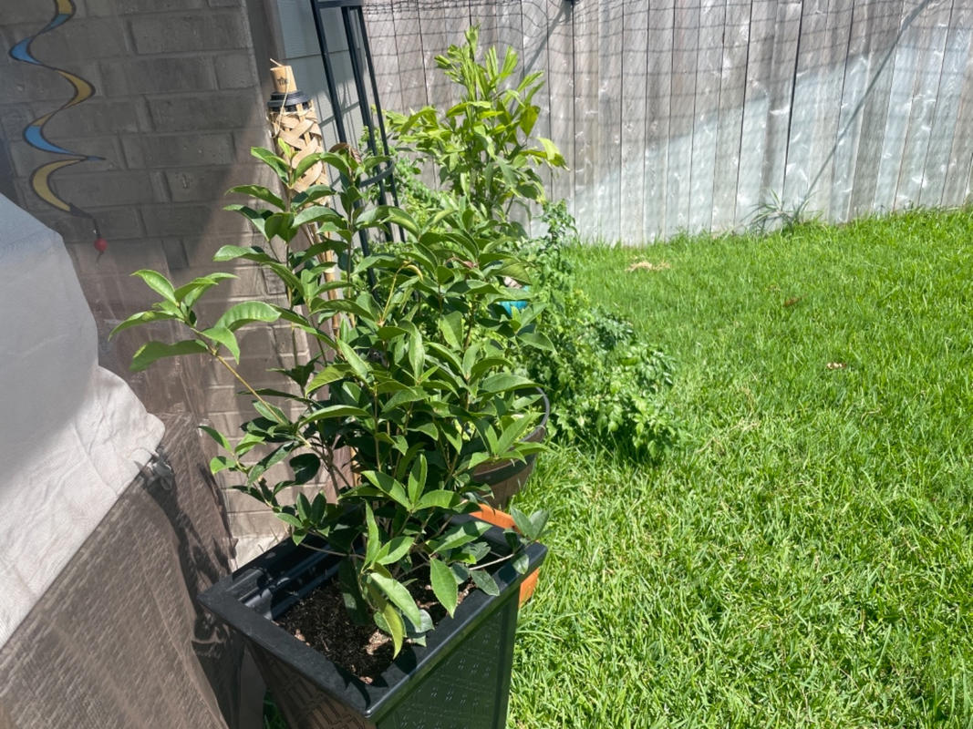 Fragrant Tea Olives for Sale– FastGrowingTrees.com