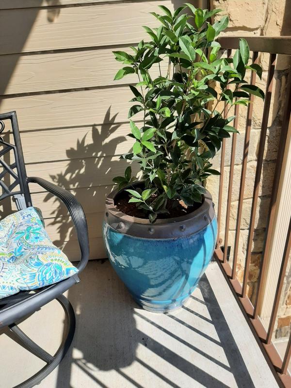 Fragrant Tea Olives for Sale– FastGrowingTrees.com