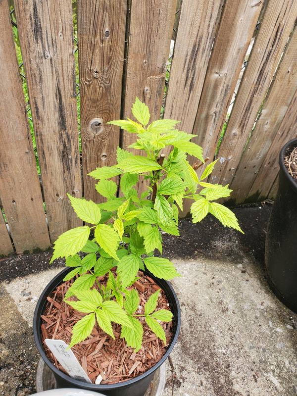 Fall Gold Raspberry Bushes for Sale – FastGrowingTrees.com