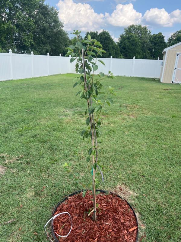 Kieffer Pear Trees for Sale – FastGrowingTrees.com