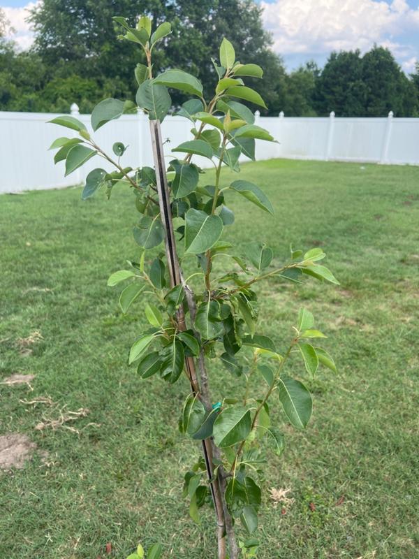 Kieffer Pear Trees for Sale – FastGrowingTrees.com