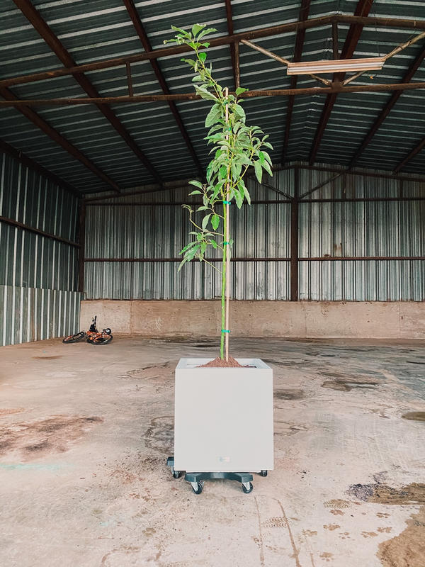 Cold Hardy Avocado Trees for Sale– FastGrowingTrees.com