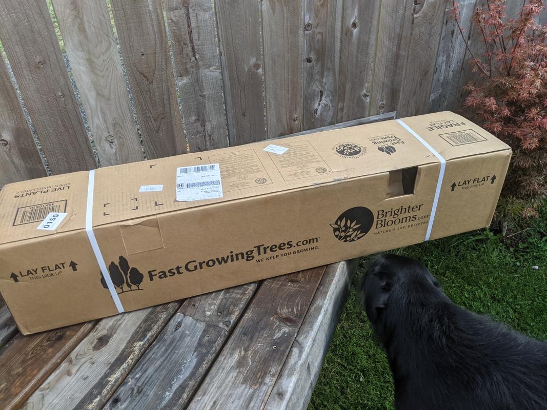 Cold Hardy Avocado Trees for Sale– FastGrowingTrees.com