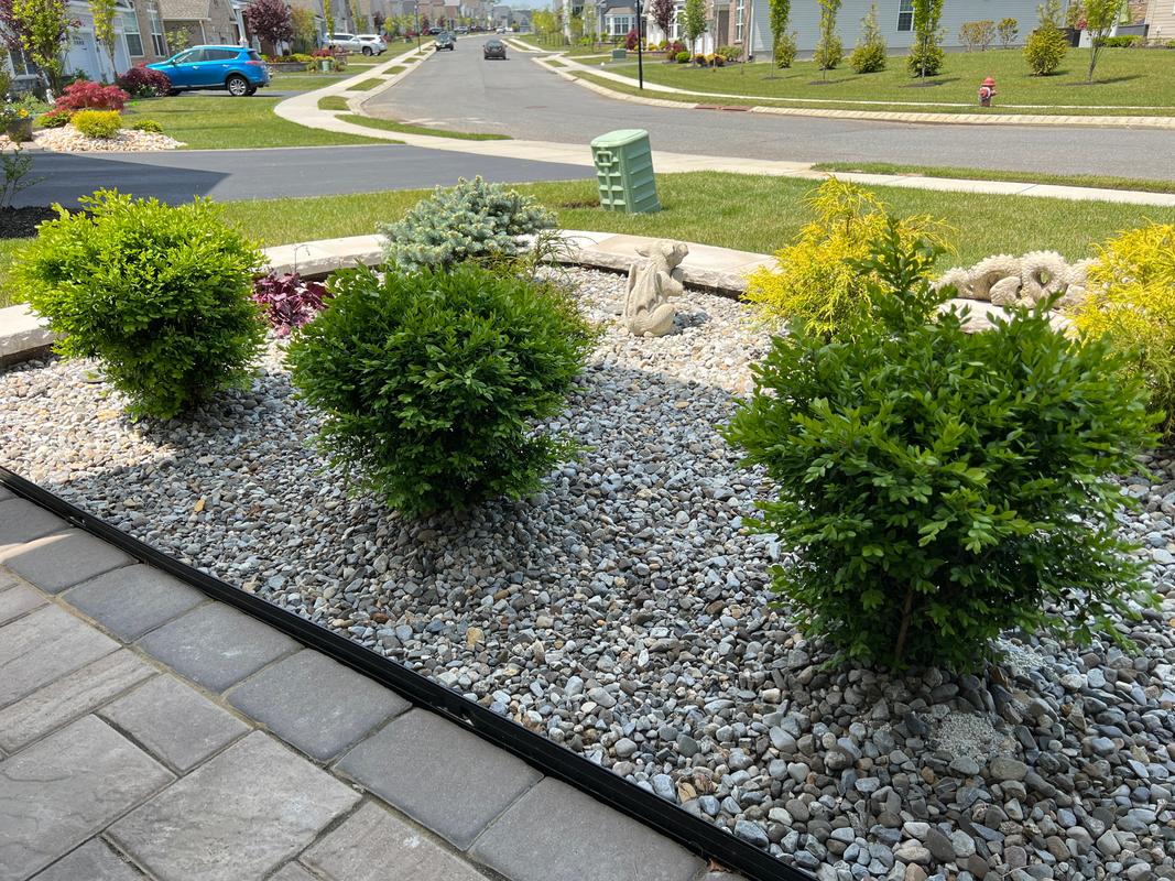 Wintergreen Boxwoods for Sale – FastGrowingTrees.com