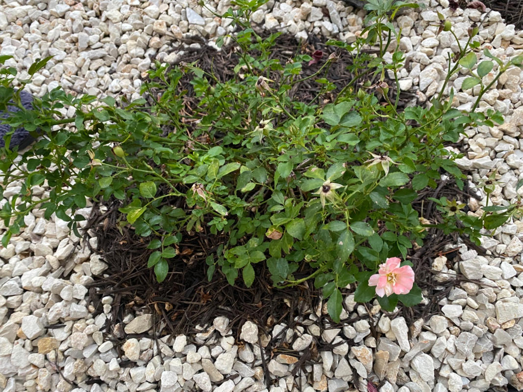 Coral Drift® Roses for Sale – FastGrowingTrees.com