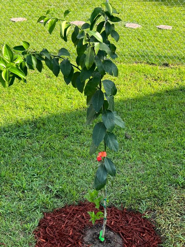 Pink Lemonade Blueberry Bushes for Sale – FastGrowingTrees.com