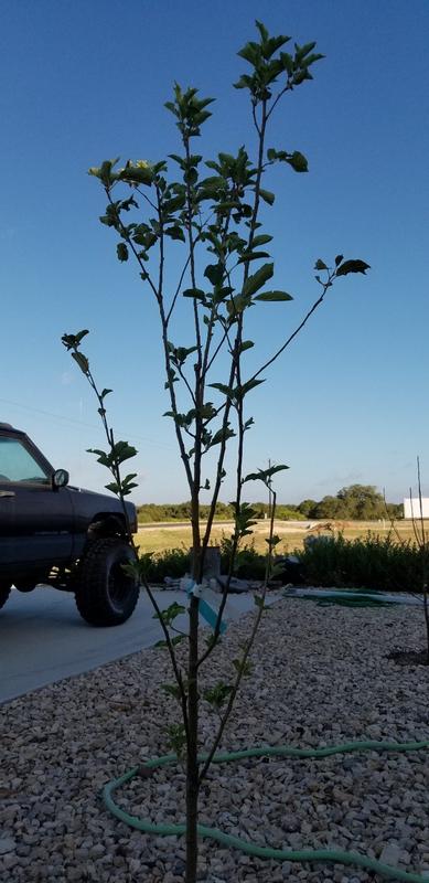 Low-Chill Pink Lady Apple Trees for Sale – FastGrowingTrees.com