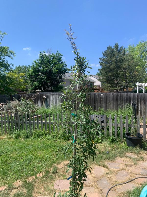 Live Oak Trees For Sale