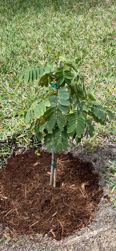 Cassia Trees For Sale