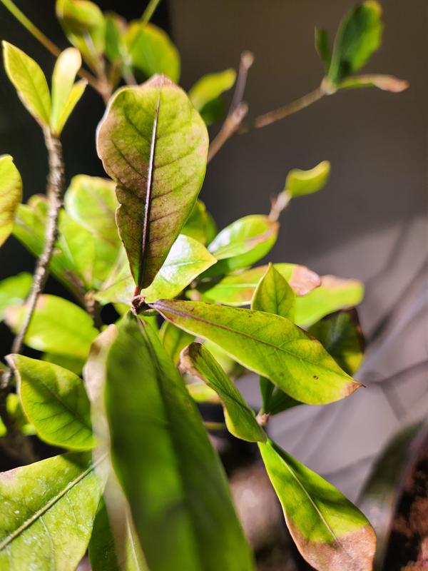 Miracle Fruit Plants for Sale – FastGrowingTrees.com