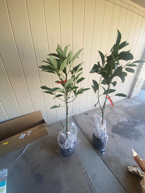 Hass Avocado Trees for Sale | FastGrowingTrees.com