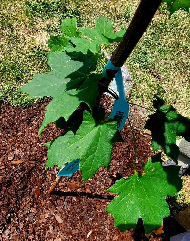 Sugar Maple Trees for Sale – FastGrowingTrees.com