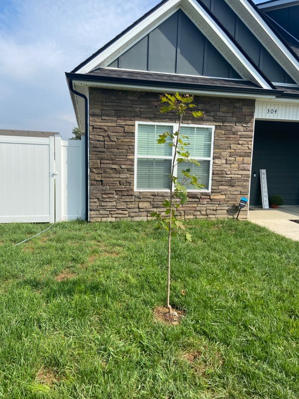 Sugar Maple Trees for Sale – FastGrowingTrees.com