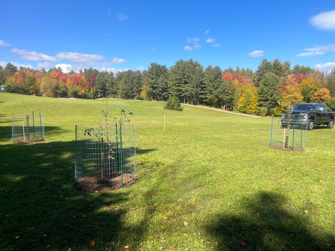 5-in-1 Apple Trees for Sale – FastGrowingTrees.com