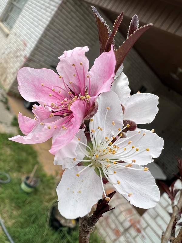 Bonfire Patio Peach Trees for Sale – FastGrowingTrees.com