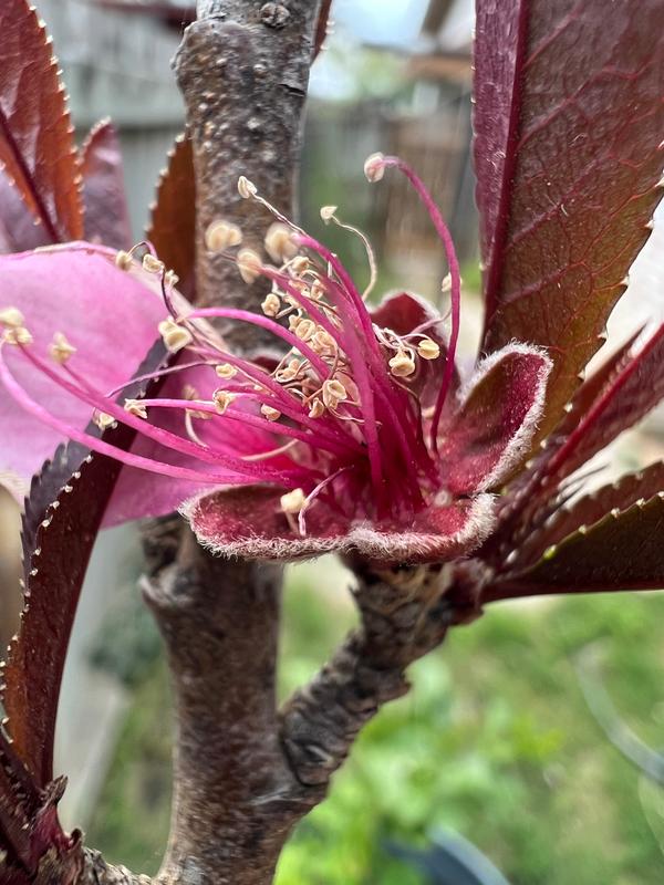 Bonfire Patio Peach Trees for Sale – FastGrowingTrees.com