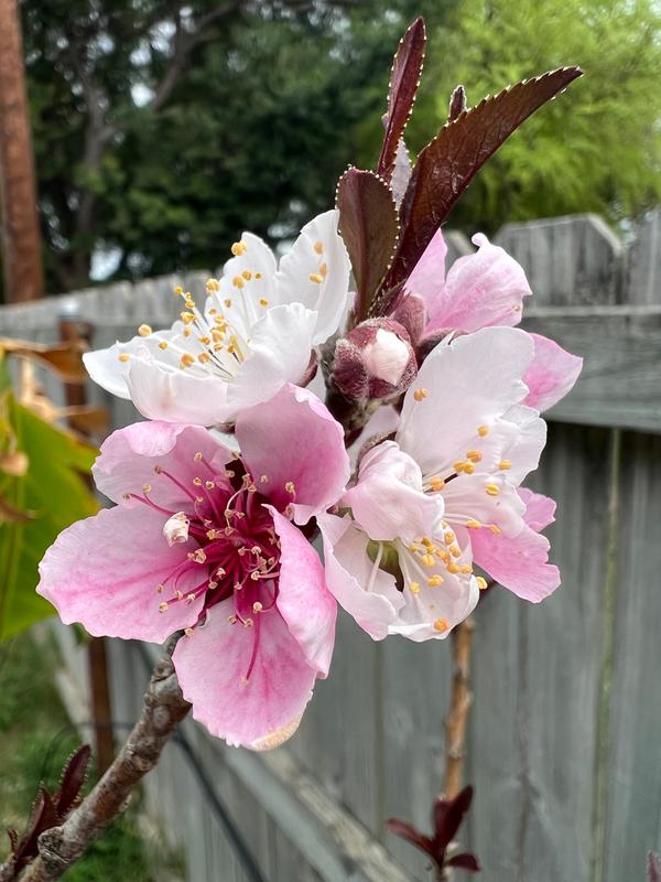 Bonfire Patio Peach Trees for Sale – FastGrowingTrees.com