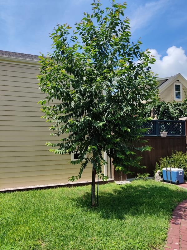 Rainbow Eucalyptus Trees for Sale – FastGrowingTrees.com