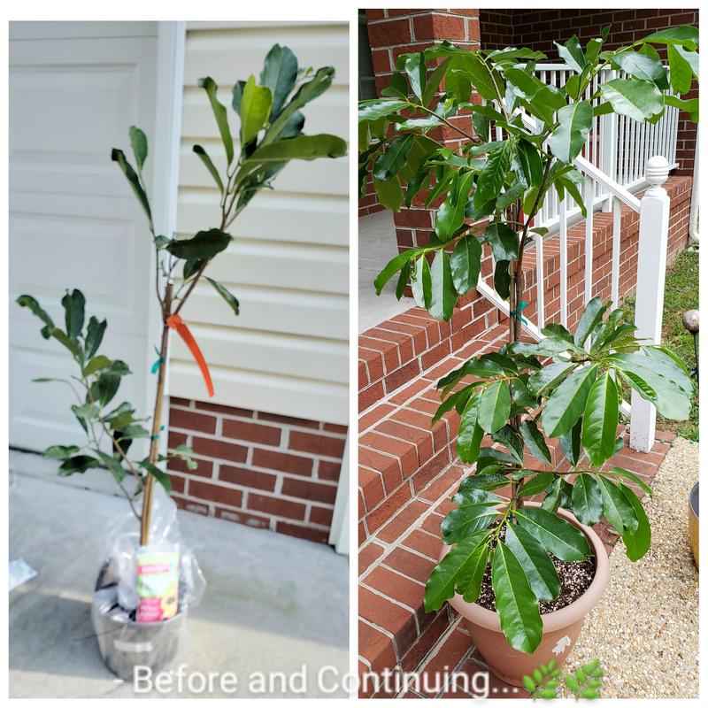 Soursop Trees for Sale – FastGrowingTrees.com