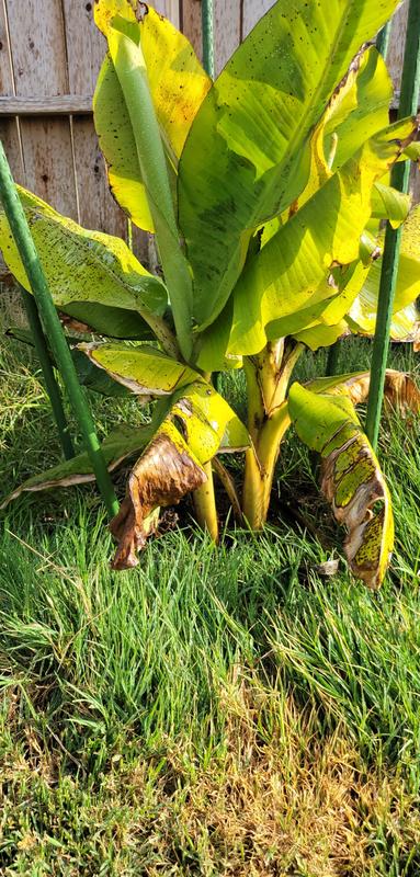 Grand Nain 'Naine' Banana Trees for Sale – FastGrowingTrees.com
