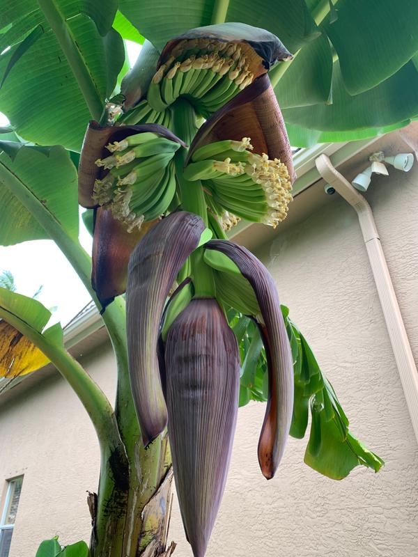 Grand Nain 'Naine' Banana Trees for Sale – FastGrowingTrees.com