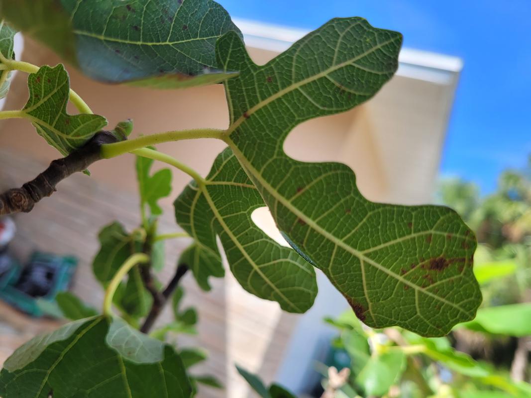 Little Miss Figgy Trees for Sale – FastGrowingTrees.com