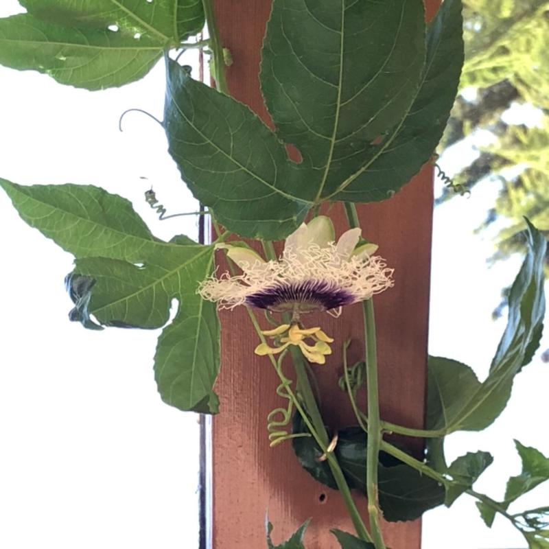 Passion Fruit Vines For Sale