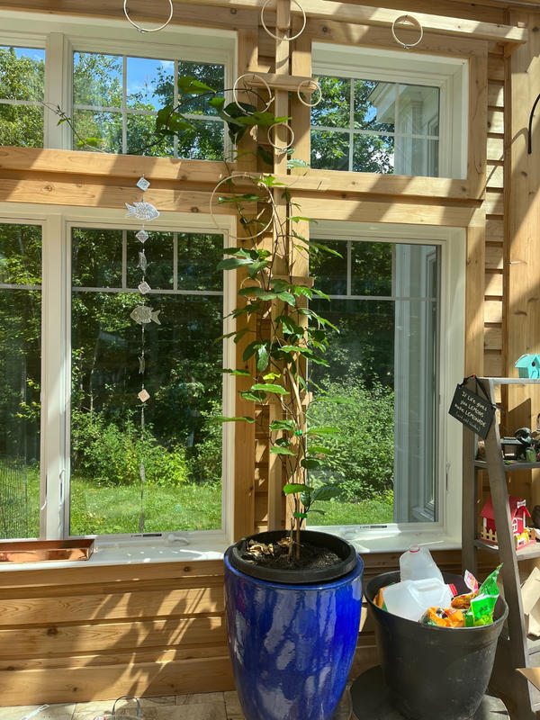 Passion Fruit Vines For Sale