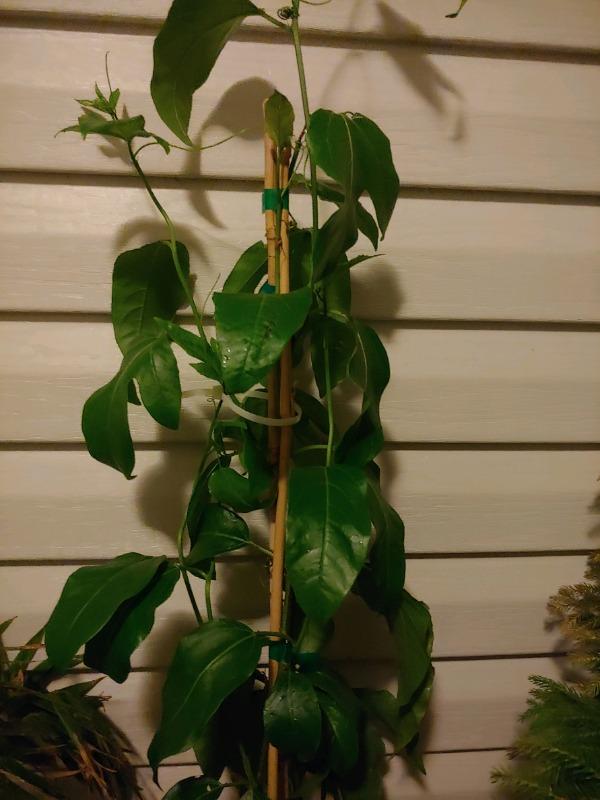 Passion Fruit Vines For Sale