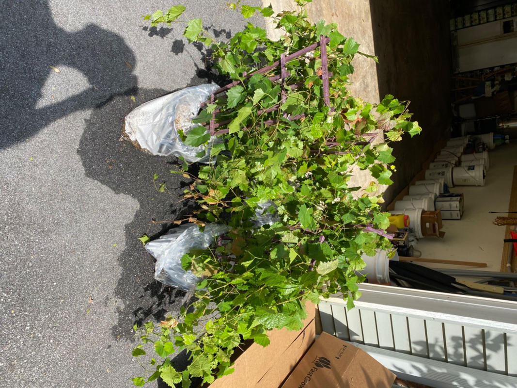 Carlos Muscadine Grape Vines for Sale– FastGrowingTrees.com