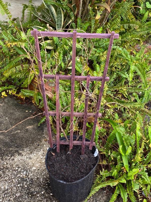 Carlos Muscadine Grape Vines for Sale– FastGrowingTrees.com