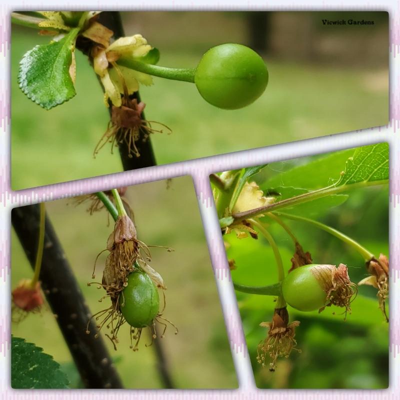 Montmorency Cherry Trees for Sale– FastGrowingTrees.com