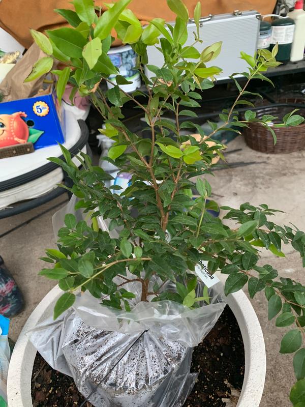 Jaboticaba Trees for Sale – FastGrowingTrees.com