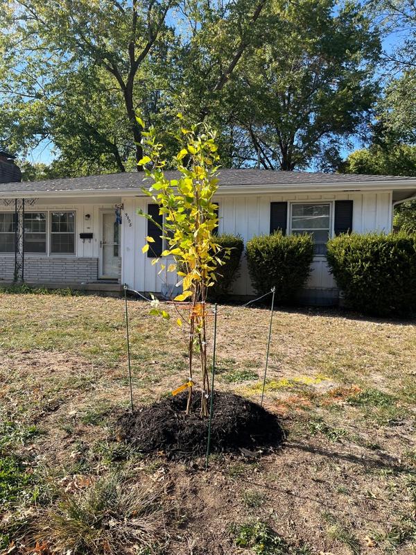 Wildfire Black Gum Trees for Sale – FastGrowingTrees.com