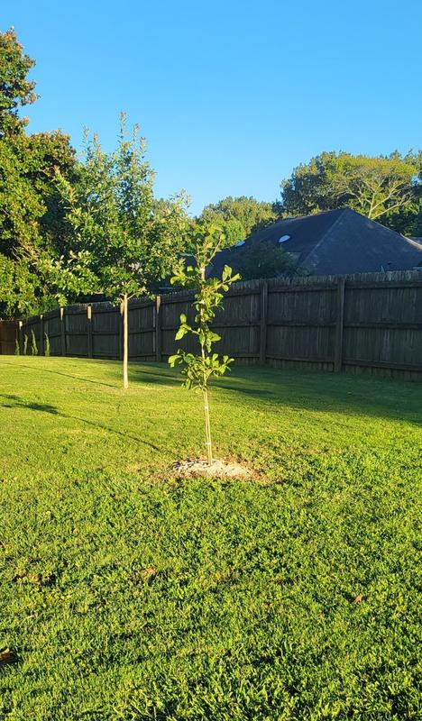 Wildfire Black Gum Trees for Sale – FastGrowingTrees.com