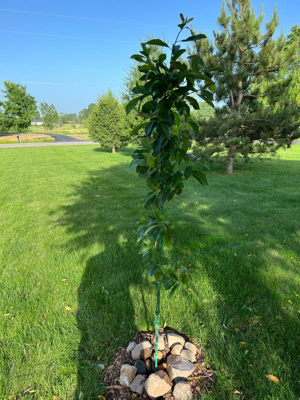 Wildfire Black Gum Trees for Sale – FastGrowingTrees.com