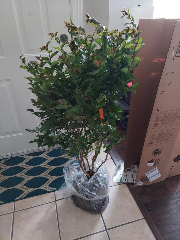 Hopi Crape Myrtles for Sale– FastGrowingTrees.com