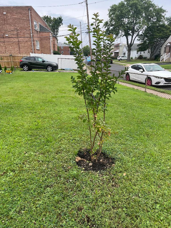 Sioux Crape Myrtle Trees for Sale – FastGrowingTrees.com