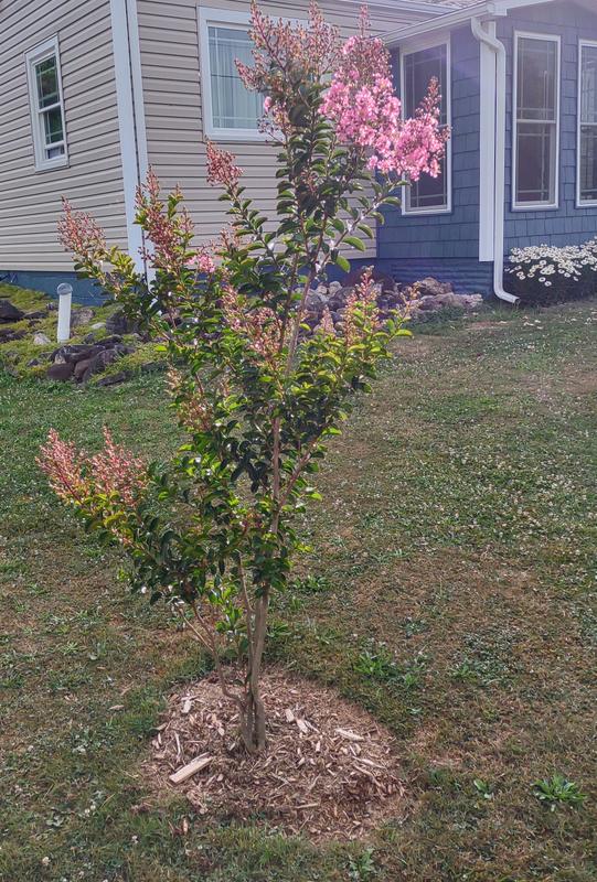 Sioux Crape Myrtle Trees for Sale – FastGrowingTrees.com