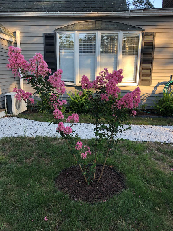 Sioux Crape Myrtle Trees for Sale – FastGrowingTrees.com