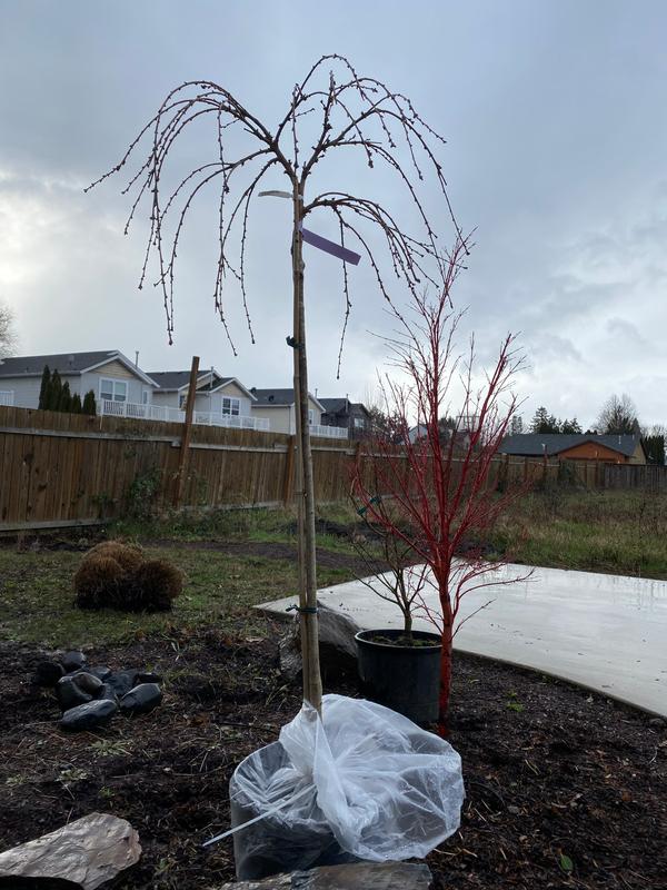 Snow Fountains Weeping Cherry Trees for Sale – FastGrowingTrees.com