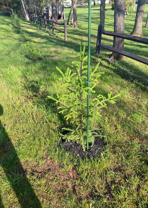 White Spruce Trees for Sale – FastGrowingTrees.com