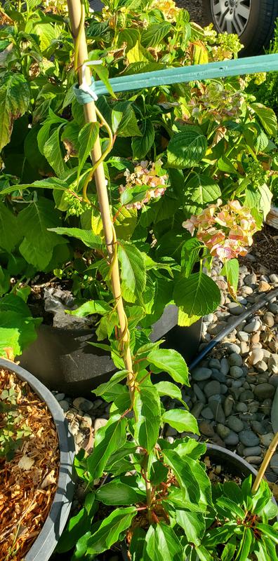 Anna Hardy Kiwi Vines for Sale – FastGrowingTrees.com